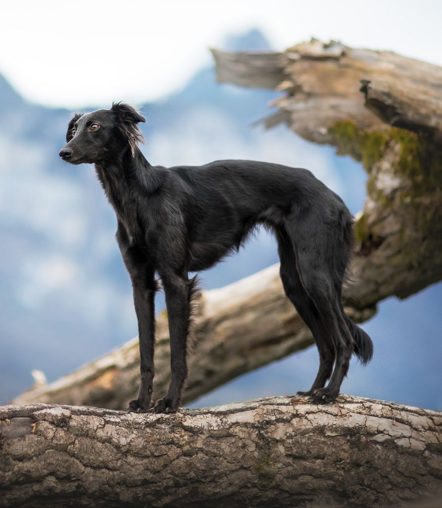 Silken Windsprite - The Breed Archive