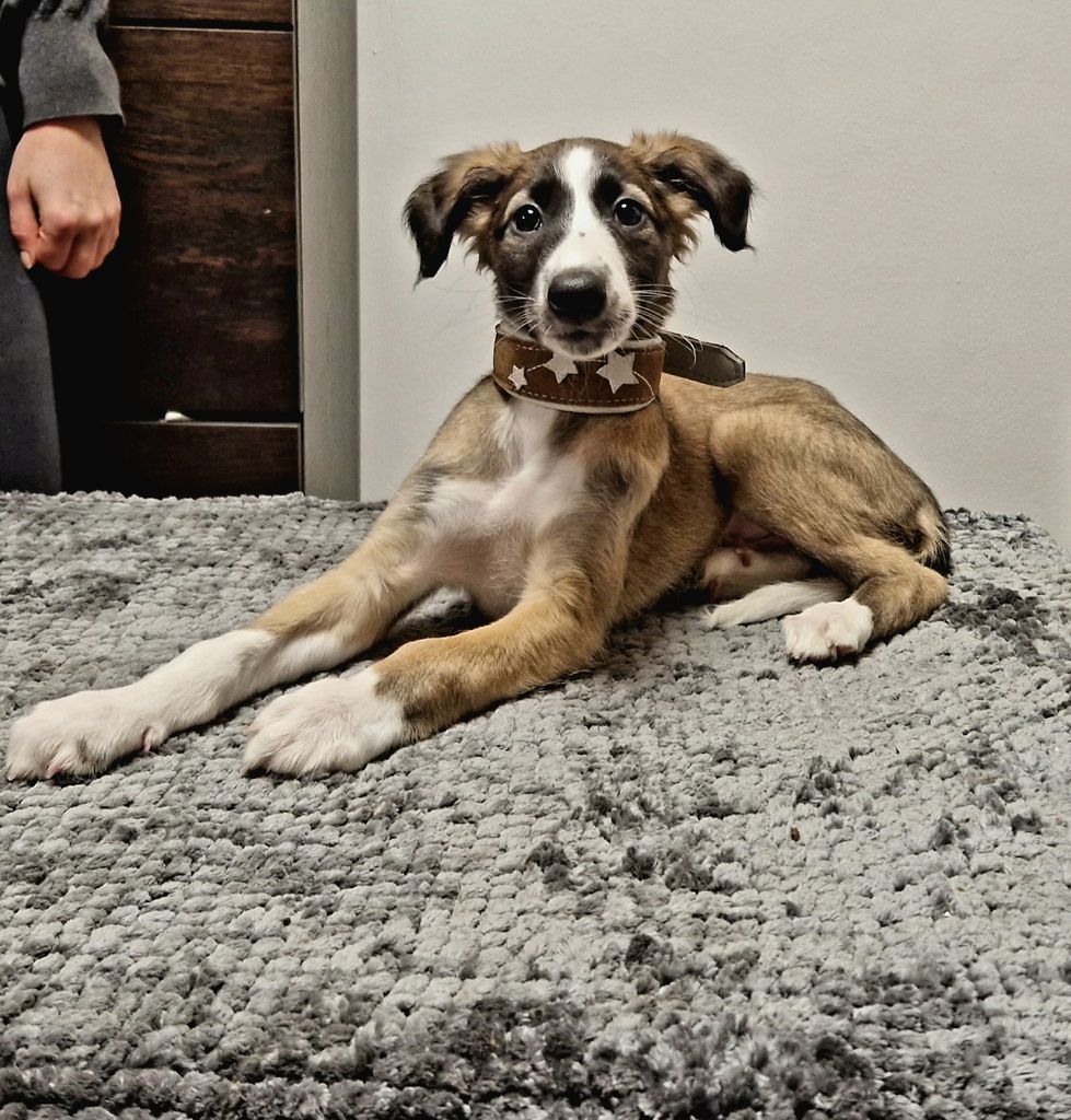 Silken Windsprite - The Breed Archive