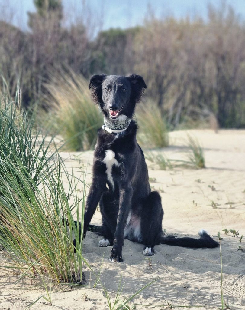 Silken Windsprite - The Breed Archive