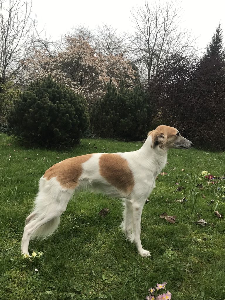 Silken Windsprite - The Breed Archive