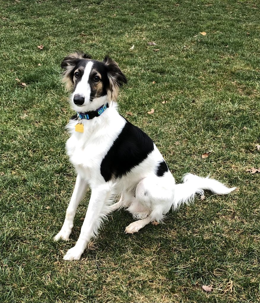 Silken Windsprite - The Breed Archive