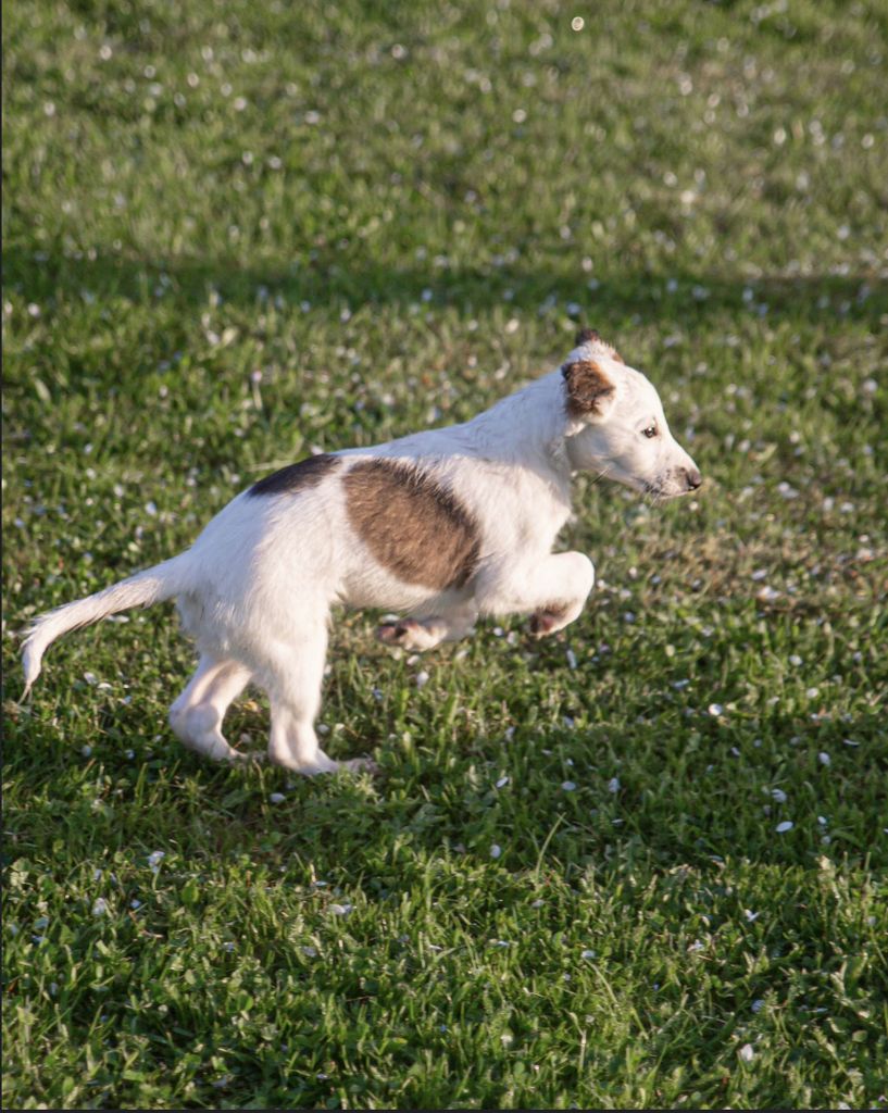 Silken Windsprite - The Breed Archive