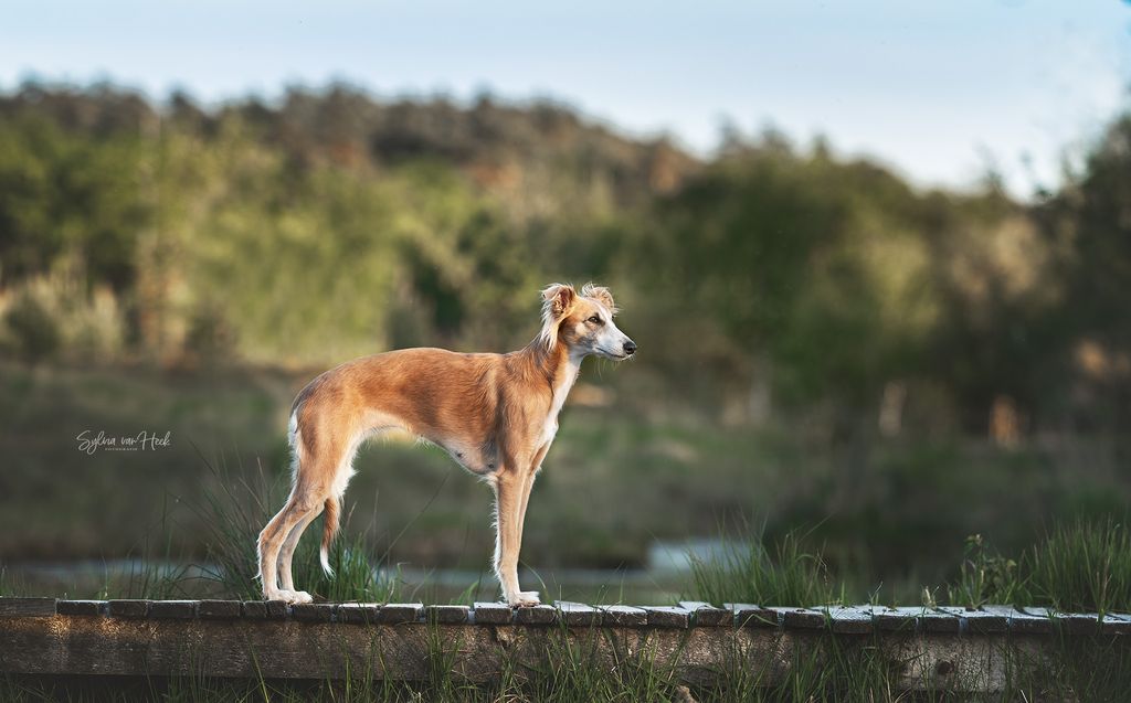 Silken Windsprite - The Breed Archive
