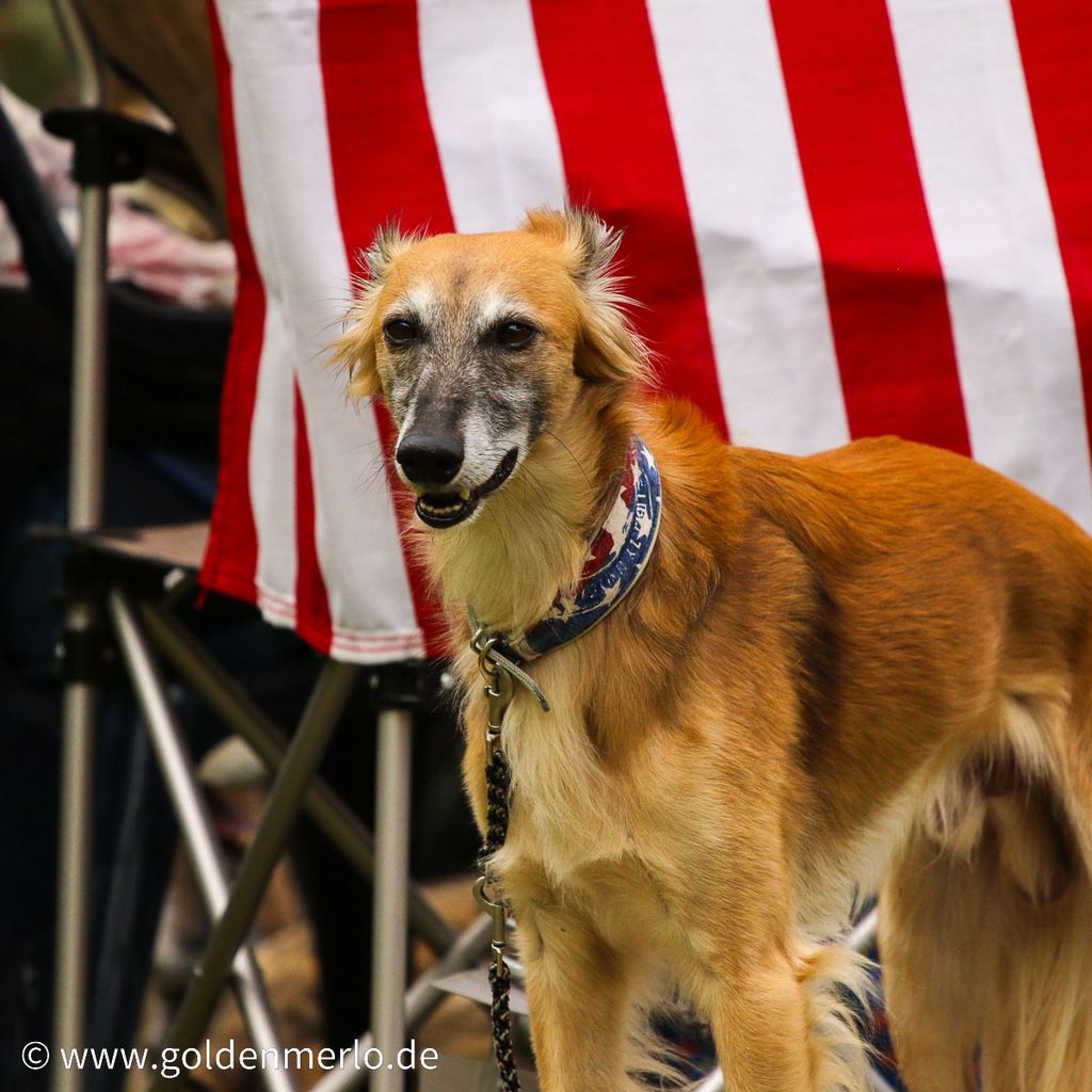 Silken Windsprite - The Breed Archive