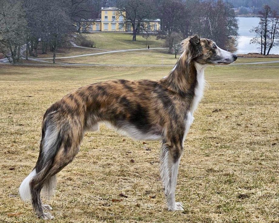 Silken Windsprite - The Breed Archive