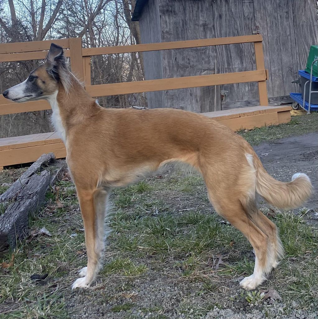 Silken Windsprite - The Breed Archive