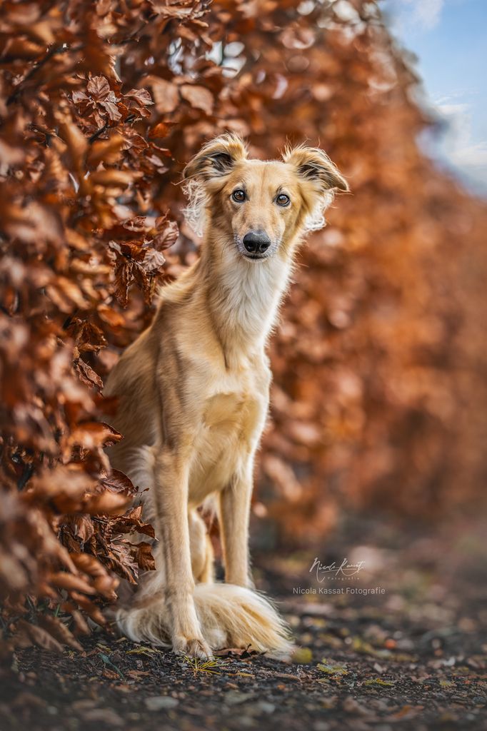 Silken Windsprite - The Breed Archive