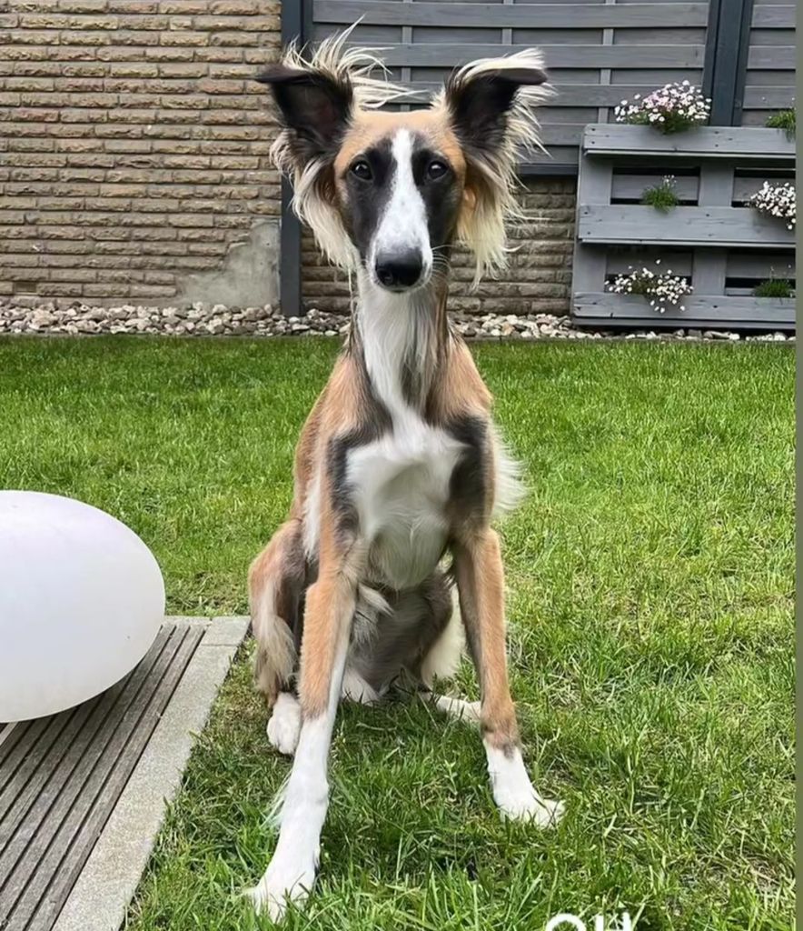 Silken Windsprite - The Breed Archive