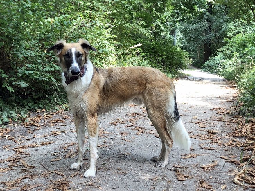 Silken Windsprite - The Breed Archive