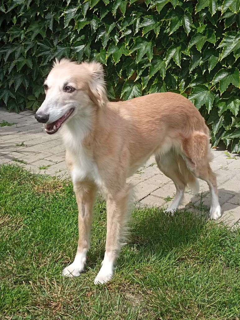 Silken Windsprite - The Breed Archive