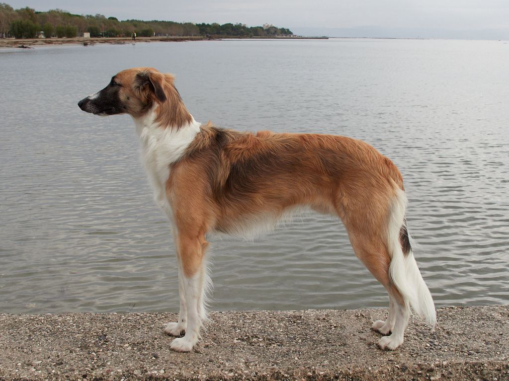 Silken Windsprite - The Breed Archive