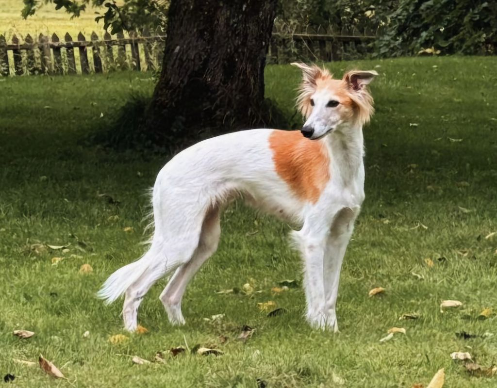 Silken Windsprite - The Breed Archive