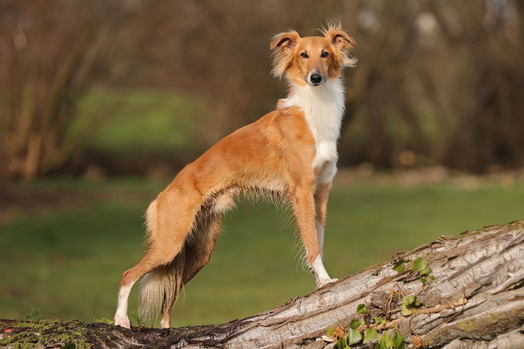 Silken Windsprite - The Breed Archive