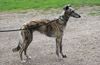 Silken Windsprite - The Breed Archive